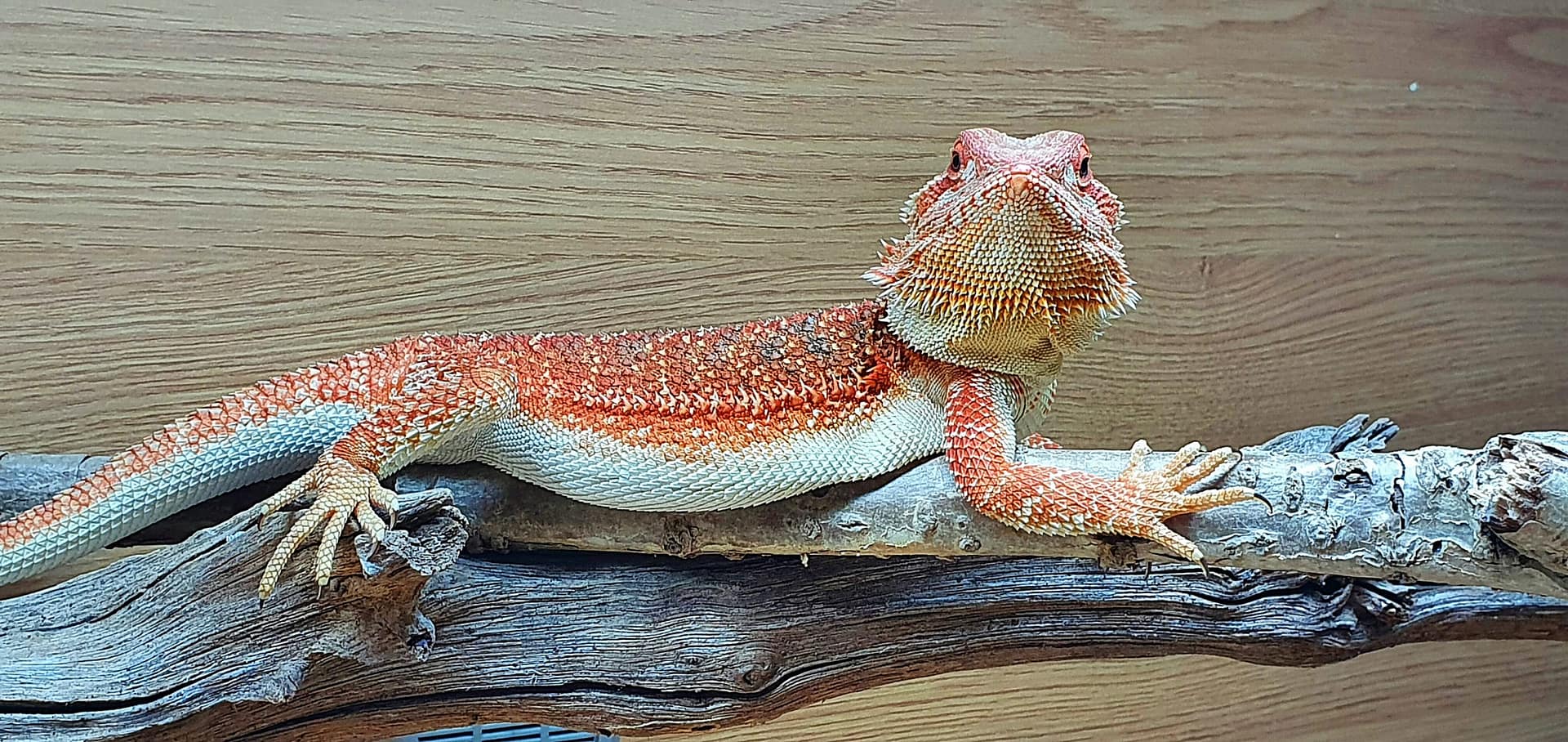 Reptile Feeding Amounts - Low Quantity & High Quality - The Reptile ...