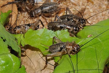 Gut-loading: The Buffet For Your Bugs - The Reptile Networks "Replicate ...