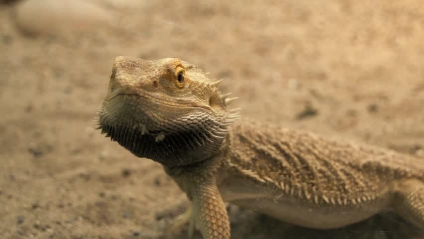 Why Do You Say "NO" To Calcium Sand? - The Reptile Networks "Replicate ...